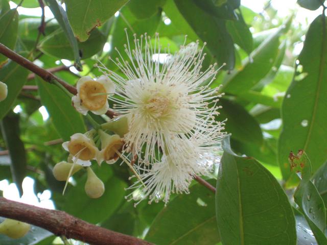 archiTEXT: Kembang Jambu