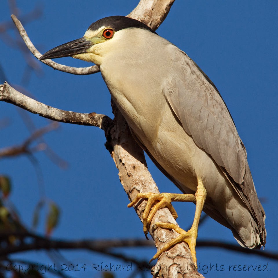 Birds of Barbados: Bird of the Year 2014 (Local Birders)