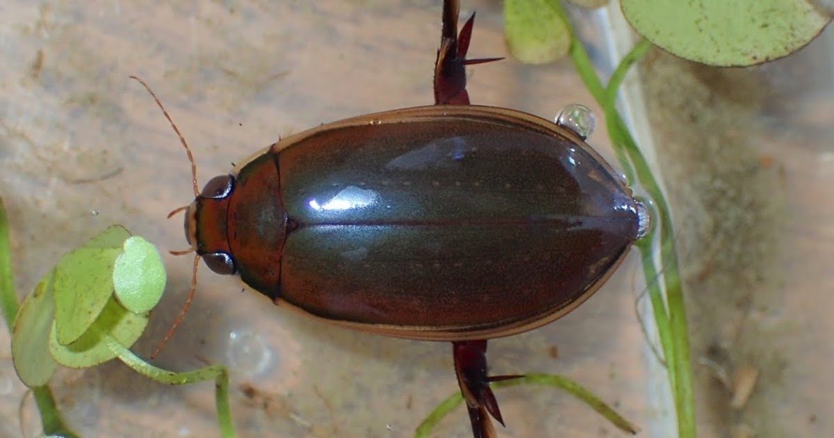 しみじみ牙蟲: コガタノゲンゴロウ Cybister tripunctatus lateralis Fabricius, 1798