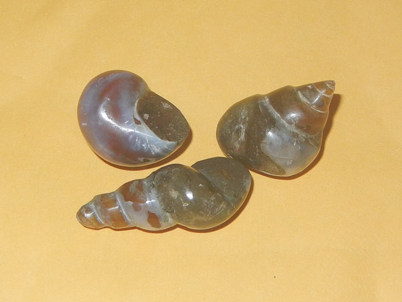 GELIGA KINABALU: KEONG BUNTET DARAT