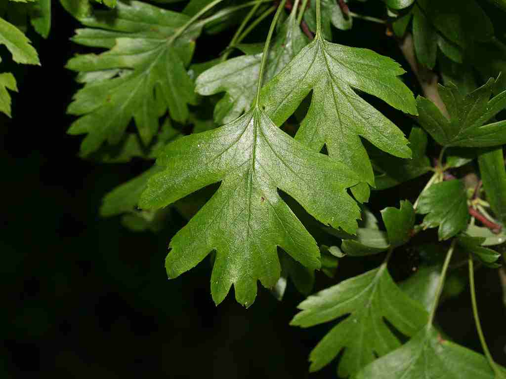 Trees Planet: Crataegus monogyna – Oneseed Hawthorn – May