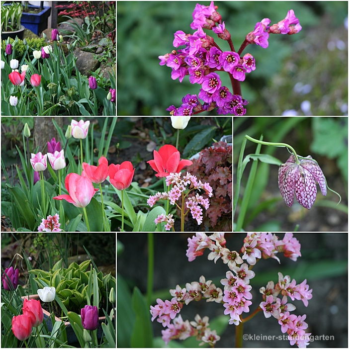 kleiner-staudengarten: Kleine Gesichter im Frühlingsgarten