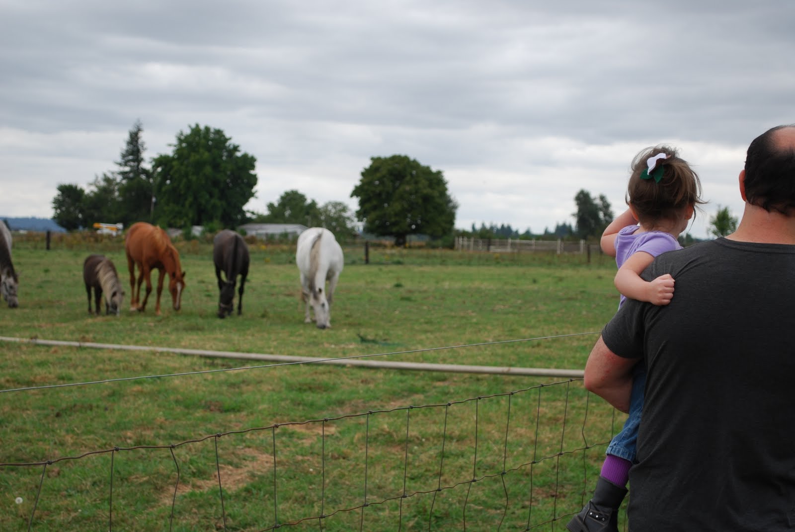 Homeschooling in the Mid-Willamette Valley: Ling Farm- Texas Long Horn ...
