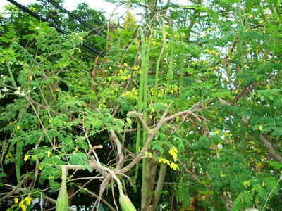Moringa leaves, the Queen of Vitamin A