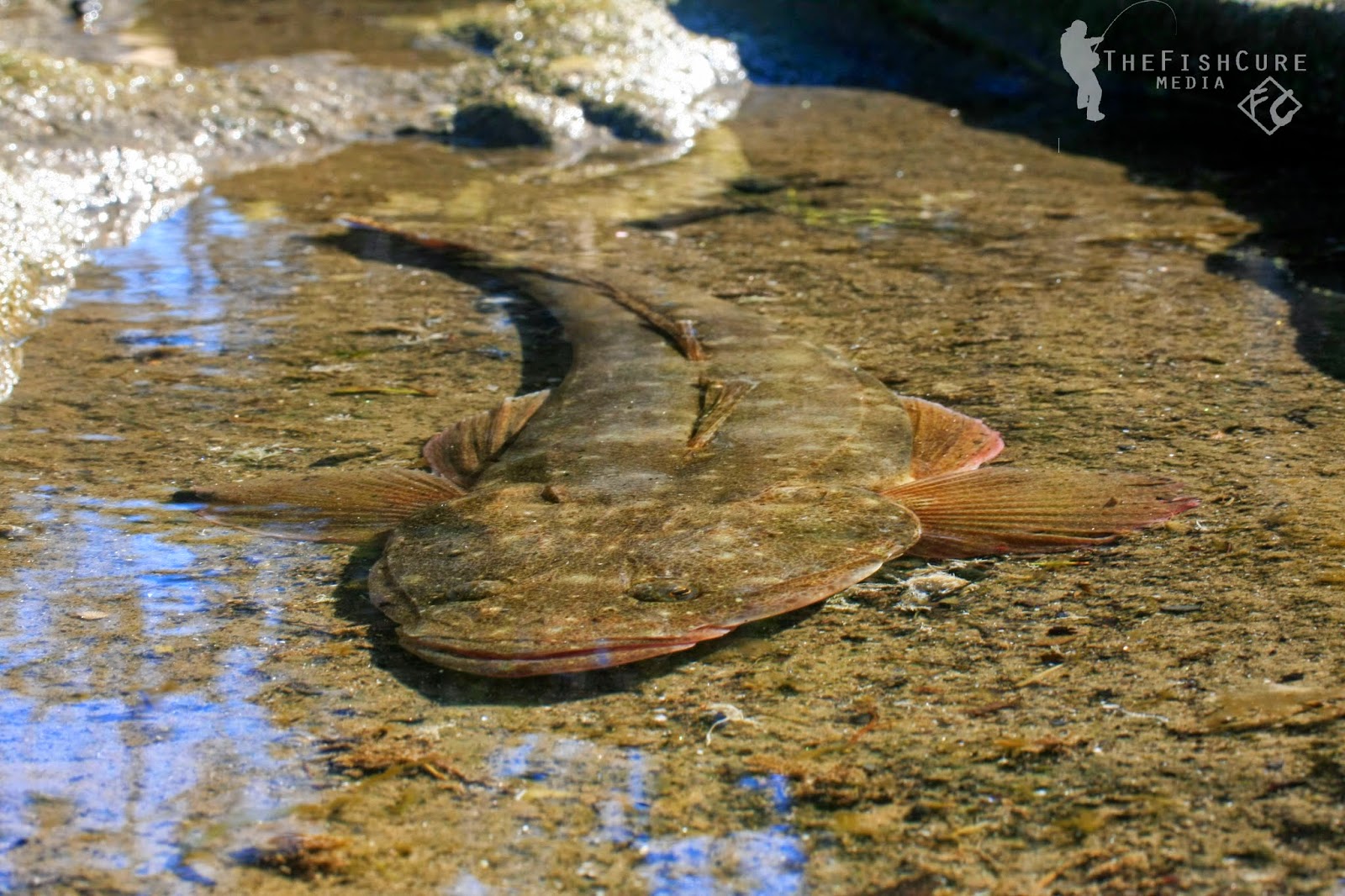 The Fish Cure: FLATHEAD IN DEEP DROP ZONES