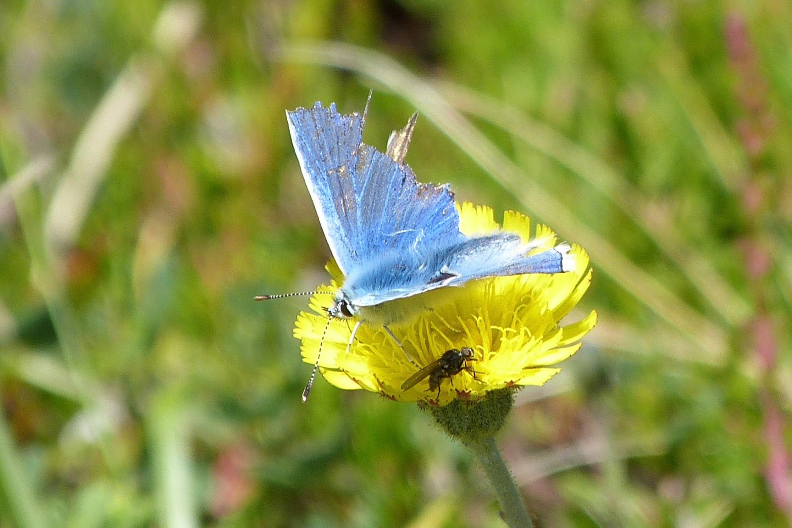 A Kilchoan Diary: Sunshine & Butterfly