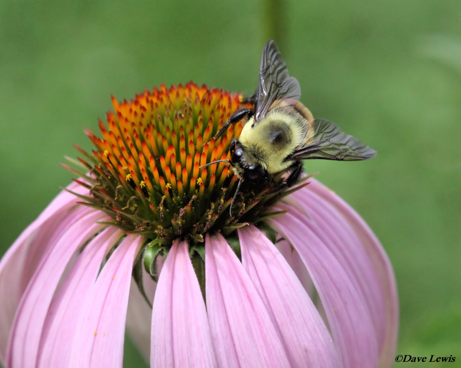 Birds from Behind : The Birds, The Bees, The Babies...oh my...