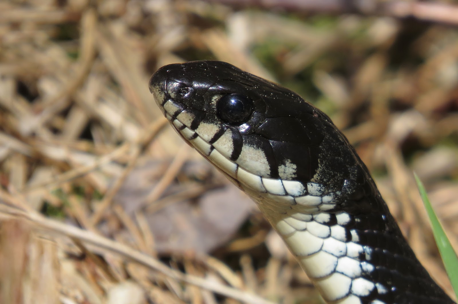 NaturFotoz: Mai-Mix 2018