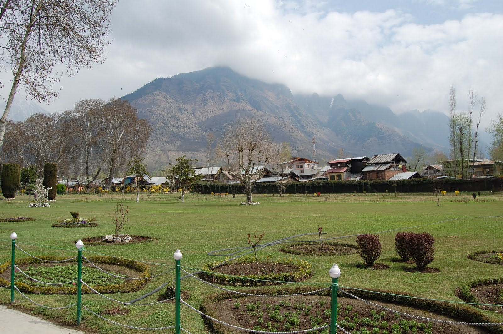 CHINAR SHADE : August 2011