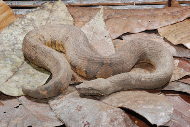 Ular Asli Indonesia: Ular Monotanah (Candoia aspera)