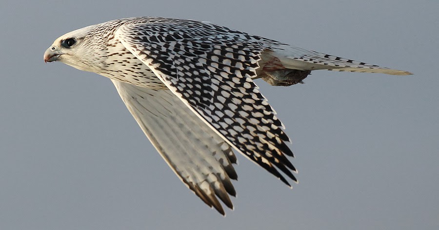 The Bruce Mactavish Newfoundland Birding Blog: The Ice is Coming