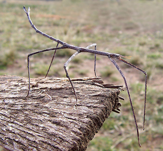 Amazing Stick Insect - Giant Stick Bug Facts, Photos, Information ...