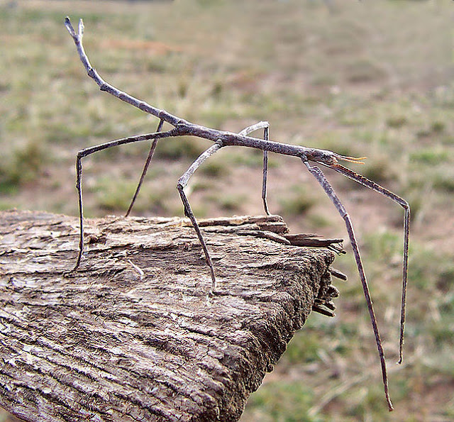 Amazing Stick Insect - Giant Stick Bug Facts, Photos, Information ...