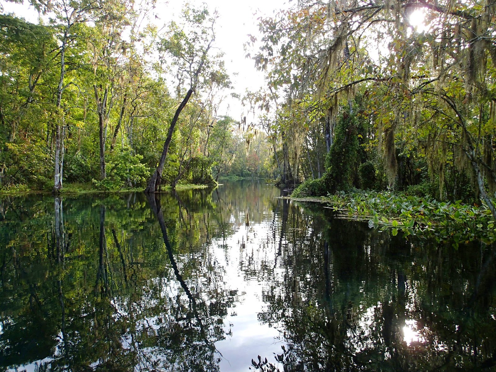 PenobscotPaddles: Silver Springs State Park - Florida