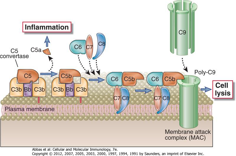 INTRODUCCIÓN A LA MEDICINA: SISTEMA DEL COMPLEMENTO, VÍA ALTERNATIVA Y ...