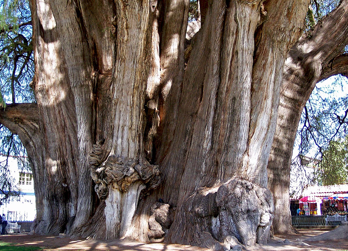 -The NARK news-: Top 10 Amazing Trees