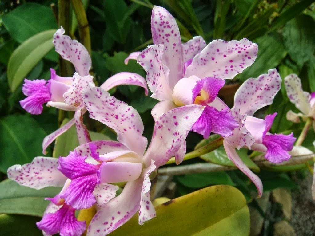Flower Homes: Cattleya Flowers