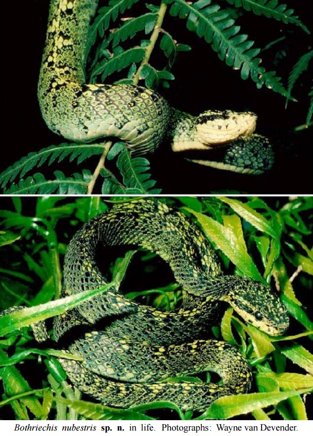Species New to Science: [Herpetology • 2016] Bothriechis nubestris • A ...