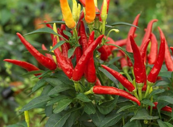 Cara Mudah Bercocok Tanam Cabai Di Rumah - cara berkebun tanaman hias