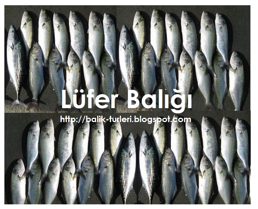 Balık Türleri, Balık Çeşitleri, Balıklar, Deniz: Lüfer Balığı Hakkında ...