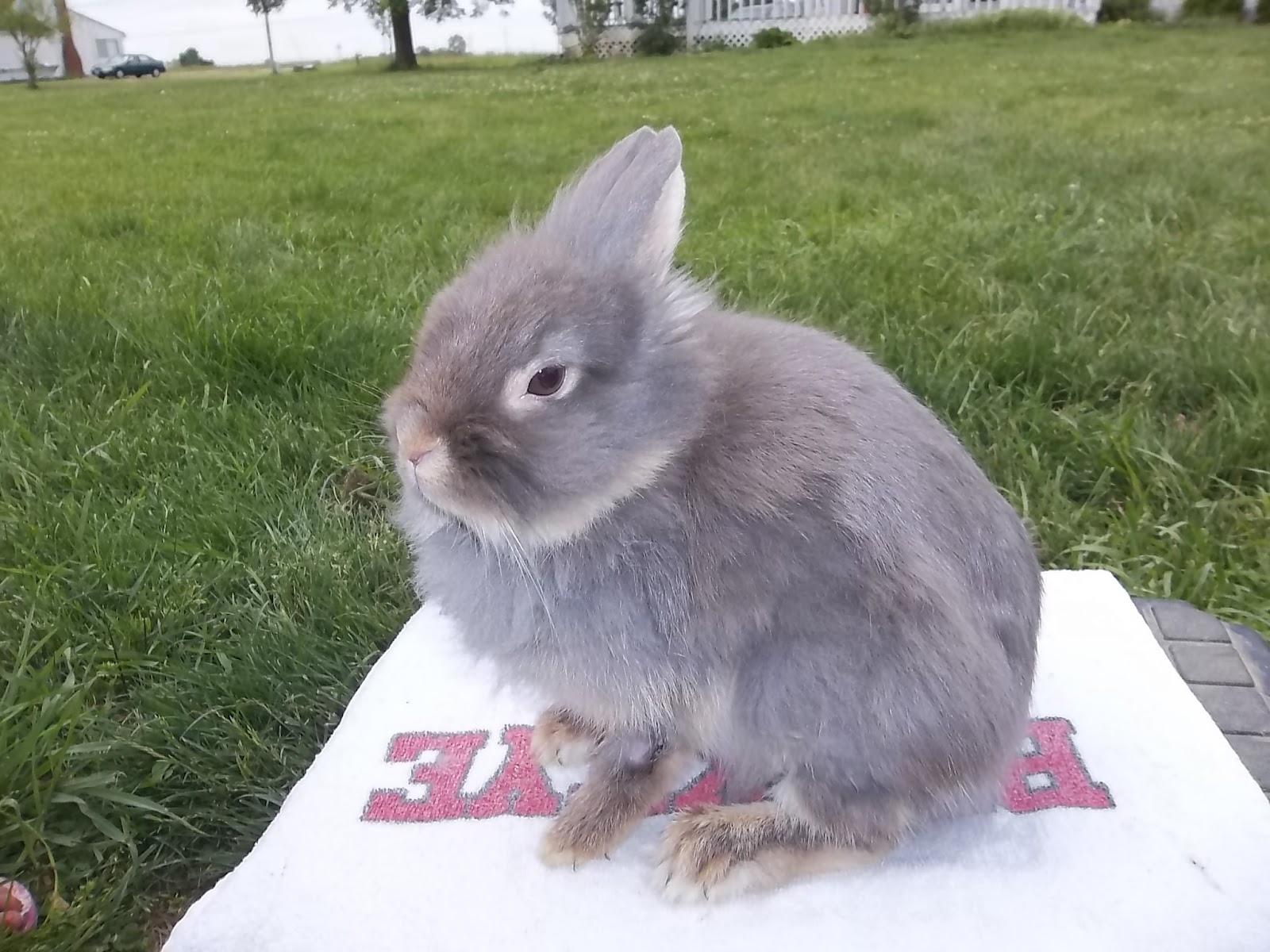 Regina's Rabbit Habit