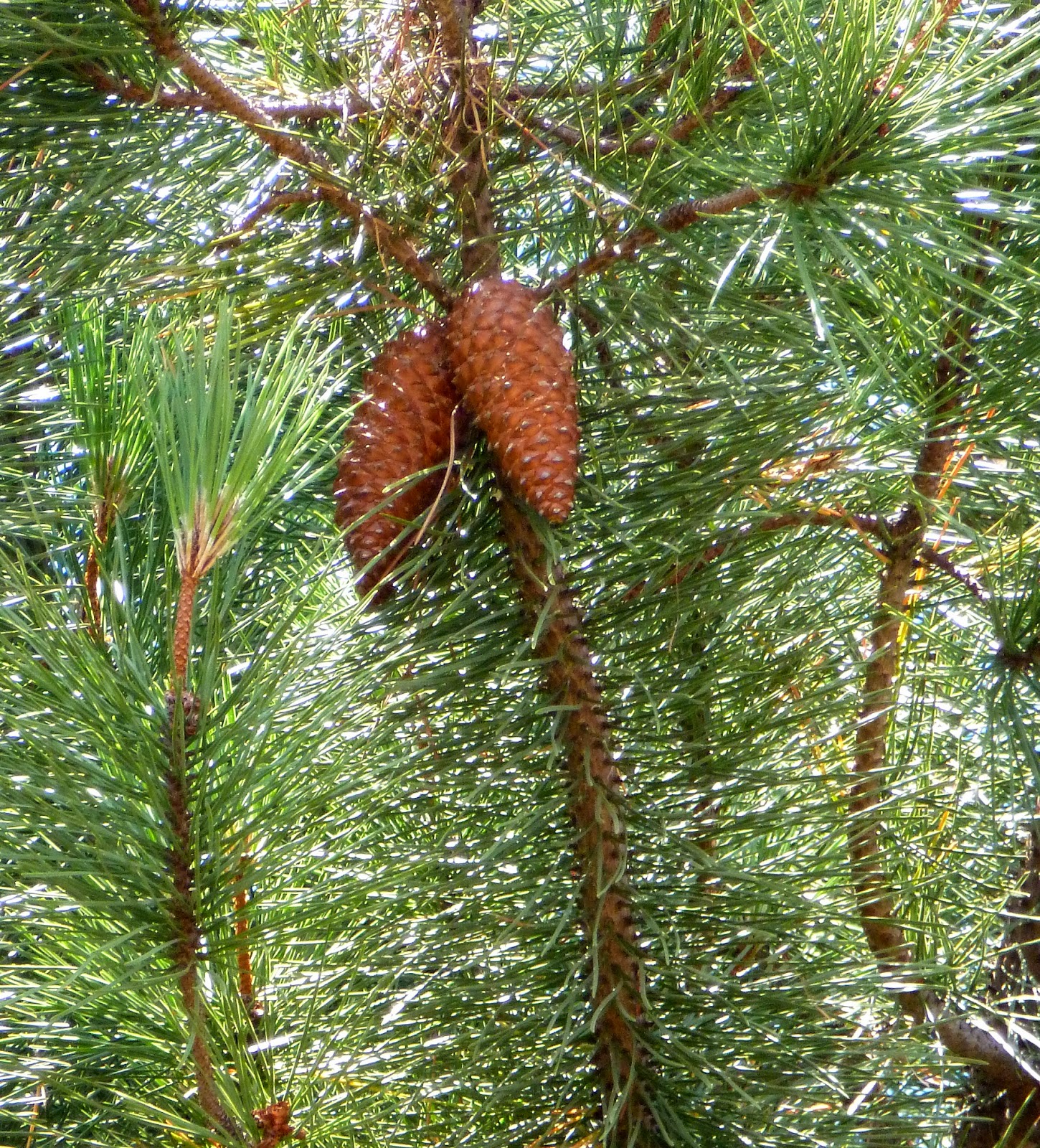 Árboles con alma: Pino rodeno. Pino marítimo. Pinastre. (Pinus pinaster)