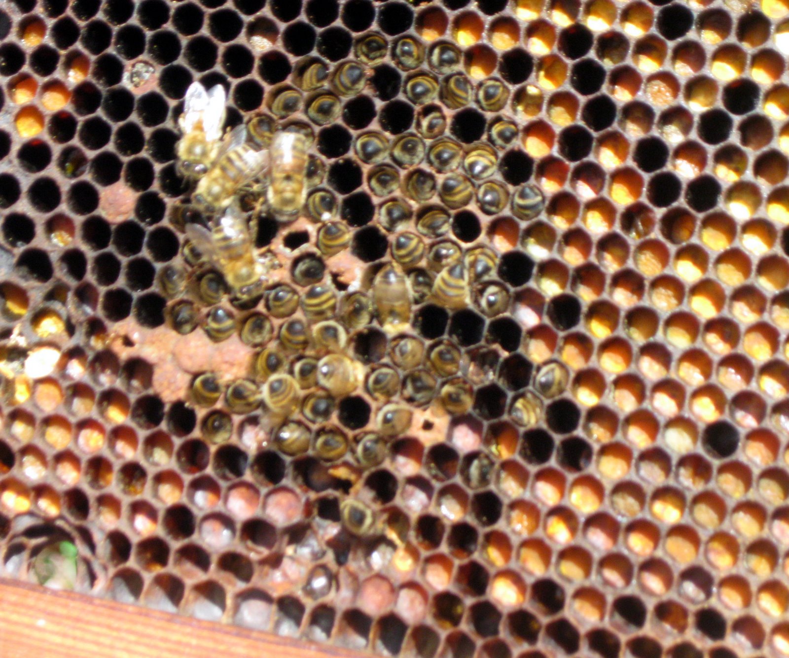 Linda's Bees: What does Starvation Look Like?