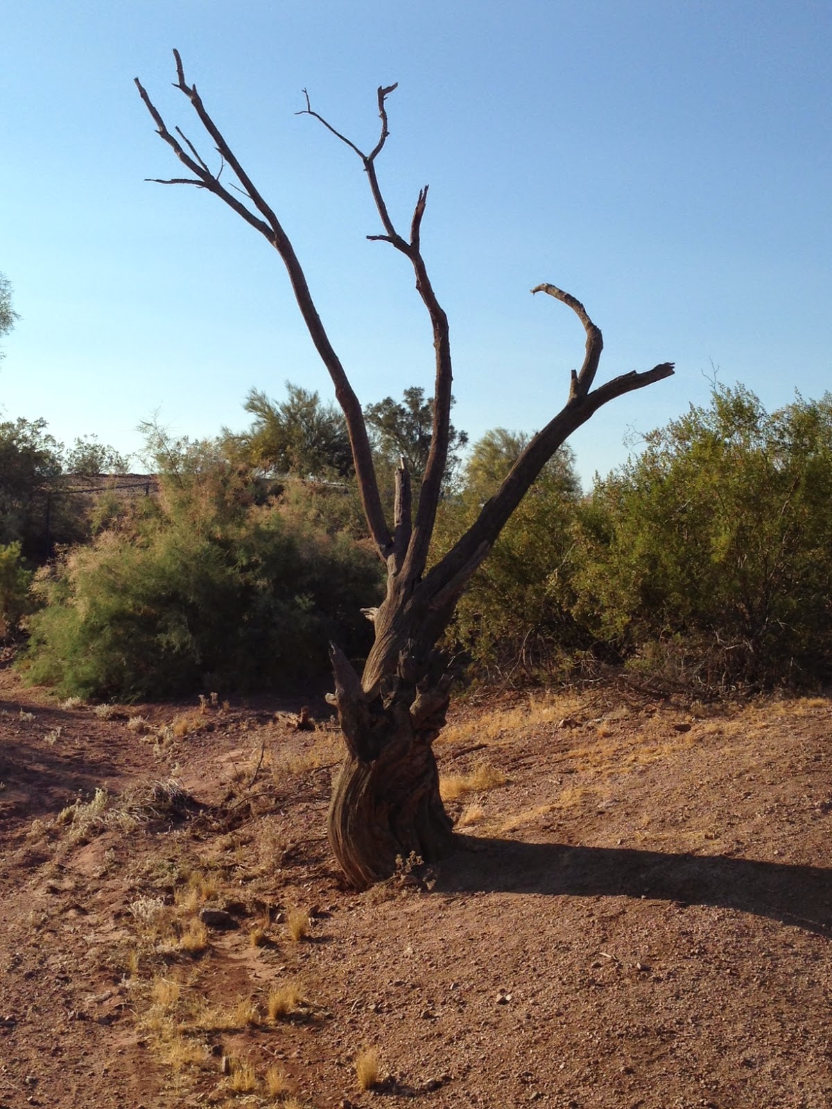 50 Hikes in my 50th Year: Hike #35 - Papago Park - West Park Trailhead ...