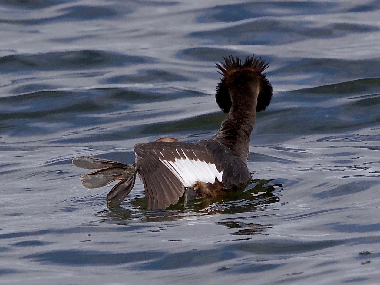 Avithera: Aquatic birds with lobed feet