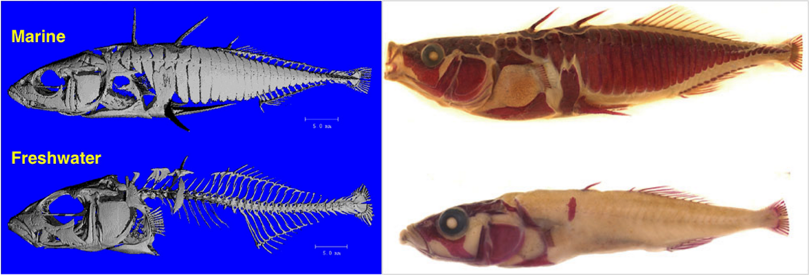 Stickleback Fish In Freshwater And Saltwater