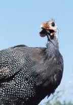 Mi Mundo Español Por Rita Condor: ¿ Cuál es el animal que en Brasil es ...