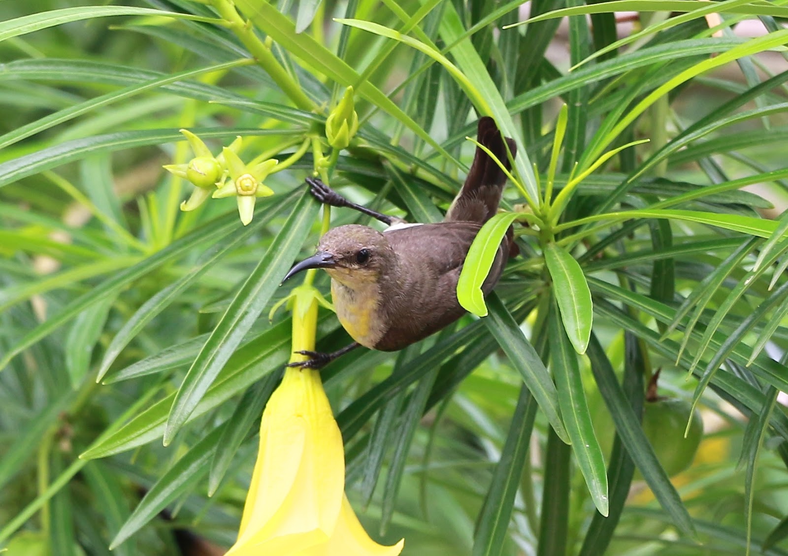 The Purple sunbird (female)