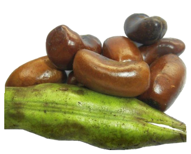 ÁRBOL DEL PAJURO O CHACHAFRUTO | Pajuro o Chachafruto | Frejol gigante ...