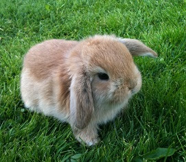 Zona de mascotas: Conejo Belier