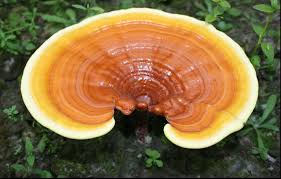Arta Cultivarii Ciupercilor: *Ganoderma Lucidum* (Reishi)-Ciuperca ...