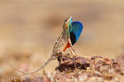 Real Monstrosities: The Blues V