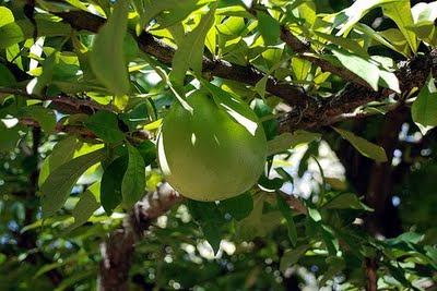 ANTOLÍN TURÍSTICO: El taparo: árbol emblemático del municipio Antolín ...