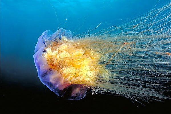 Mi rincón favorito: Medusa Melena de León Ártico (Cyanea capillata)