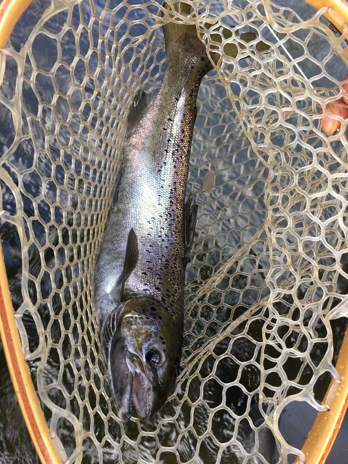 Catamount Fishing Adventures: Its all over now Mr. Fish for the Catfish