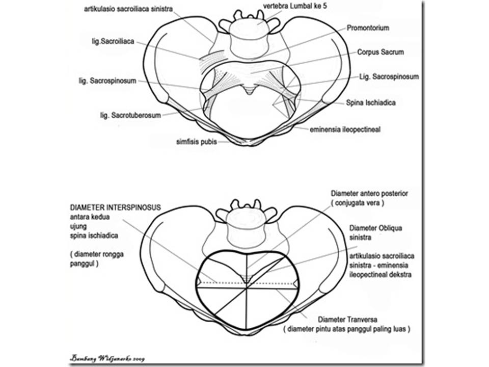 Distosia - Catatan Sugasetya