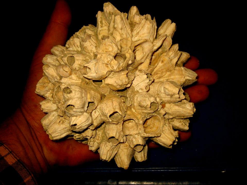 Biodiversity of Cyprus by NGO Protection of the Natural Heritage and ...