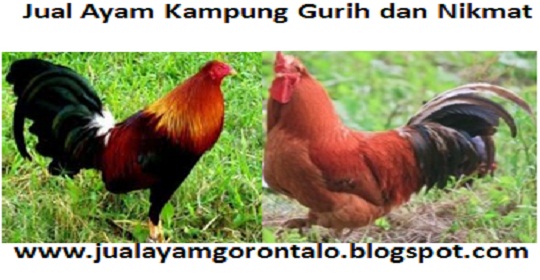 Jual Ayam Gorontalo