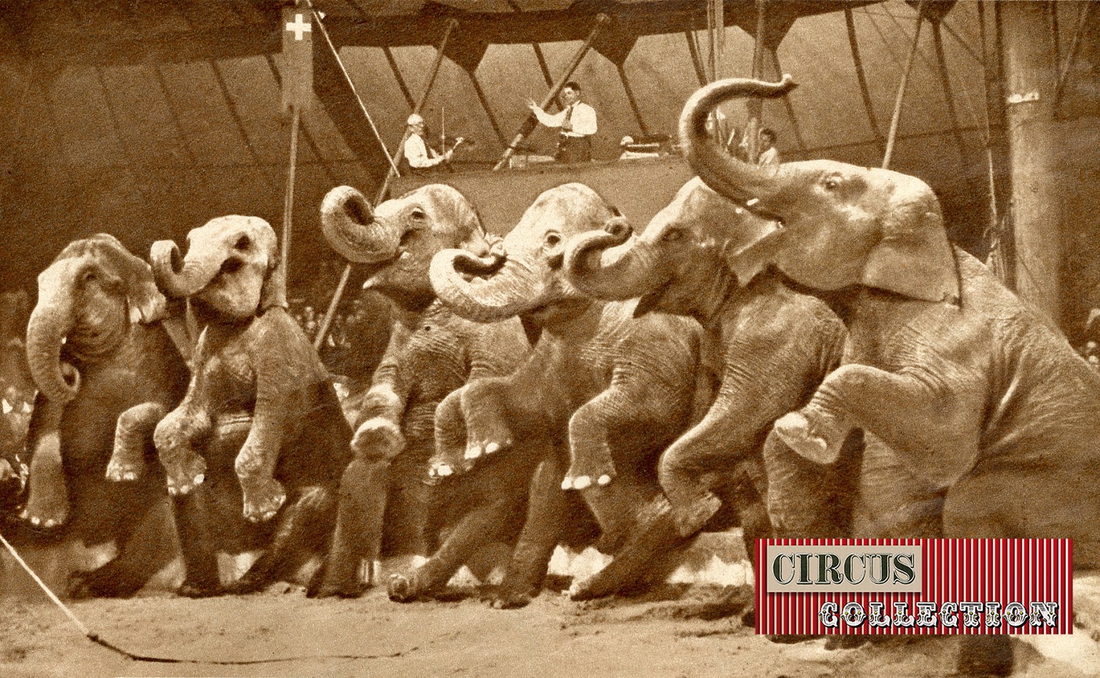 Circus -Collection: Les éléphants au cirque Knie 1940-1949