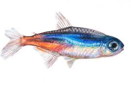 NEON TETRA wybór_zakup_ żywienie_ rozmnażanie_ pielęgnacja : Jak ...