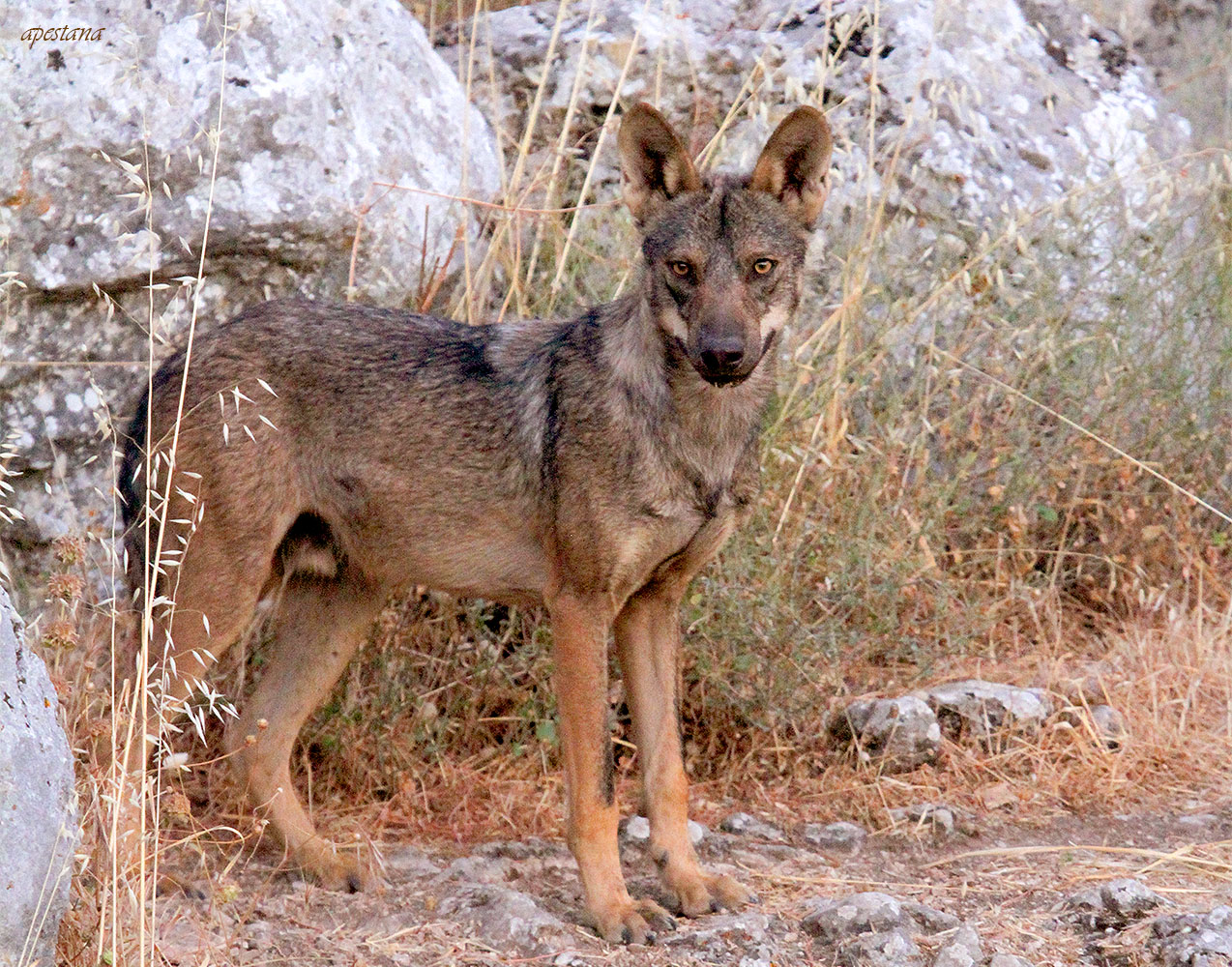 animales ibéricos en la cultura popular: LOS ANIMALES IBÉRICOS EN LA ...