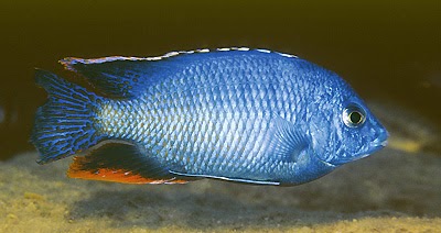 Alma d'Água: Peixes / Perciformes / Cichlidae / Malawi / Haplochromideos