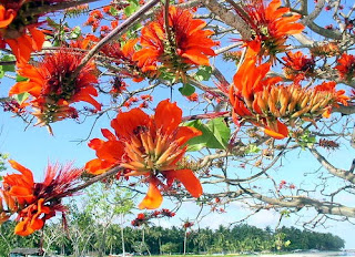 My Asian Secret Garden: Philippine Native Trees for the Garden and for ...