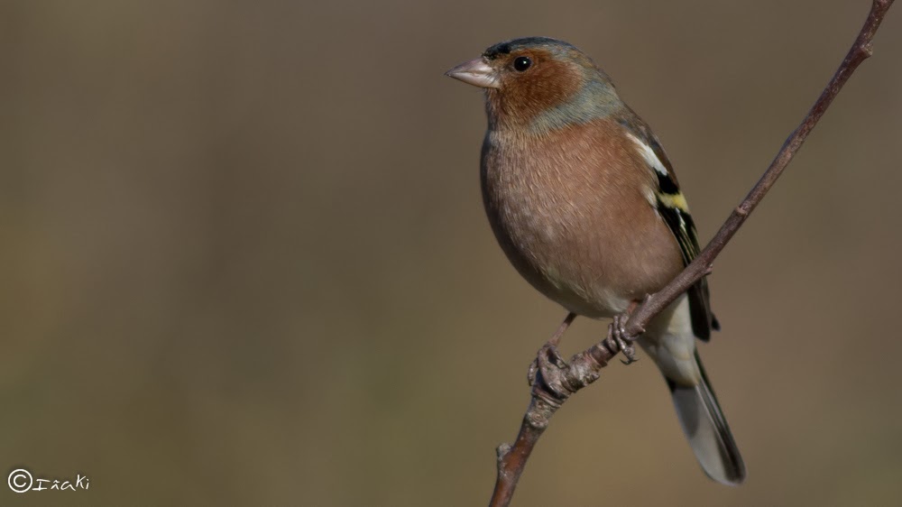 Nosoloaves - Aves del mundo (Birds of the world): Pinzon vulgar ...