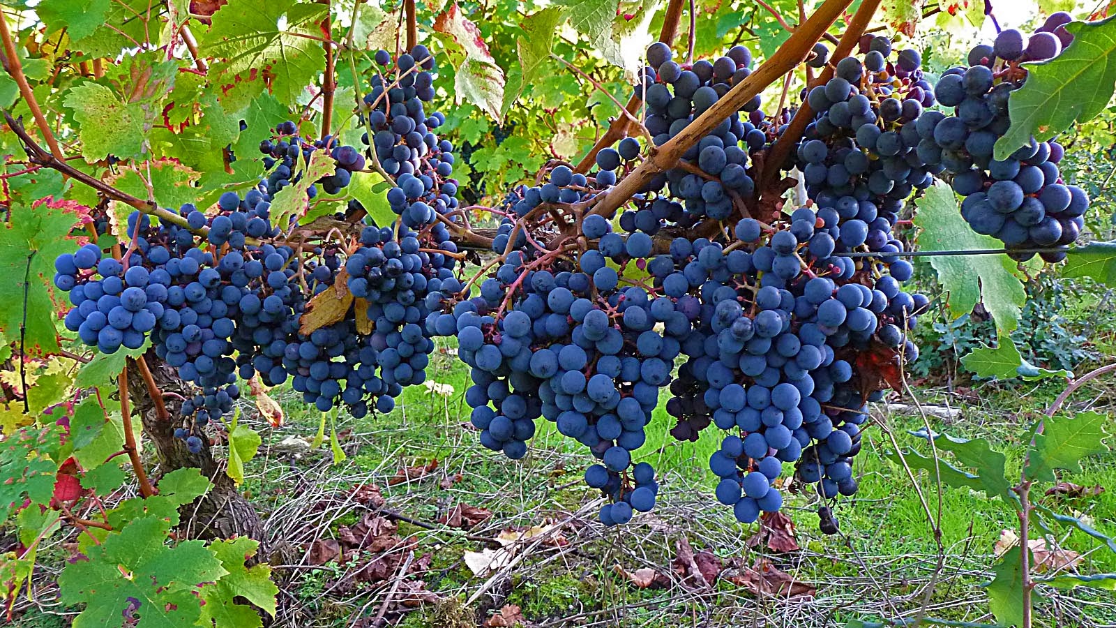 Living the life in Saint-Aignan: Raisin bleu