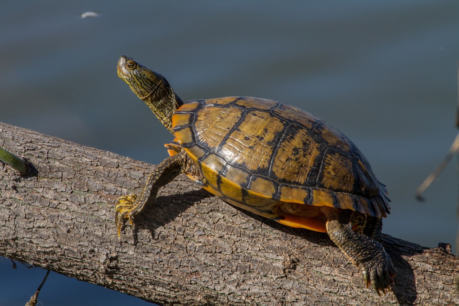 Texas Turtles Identification
